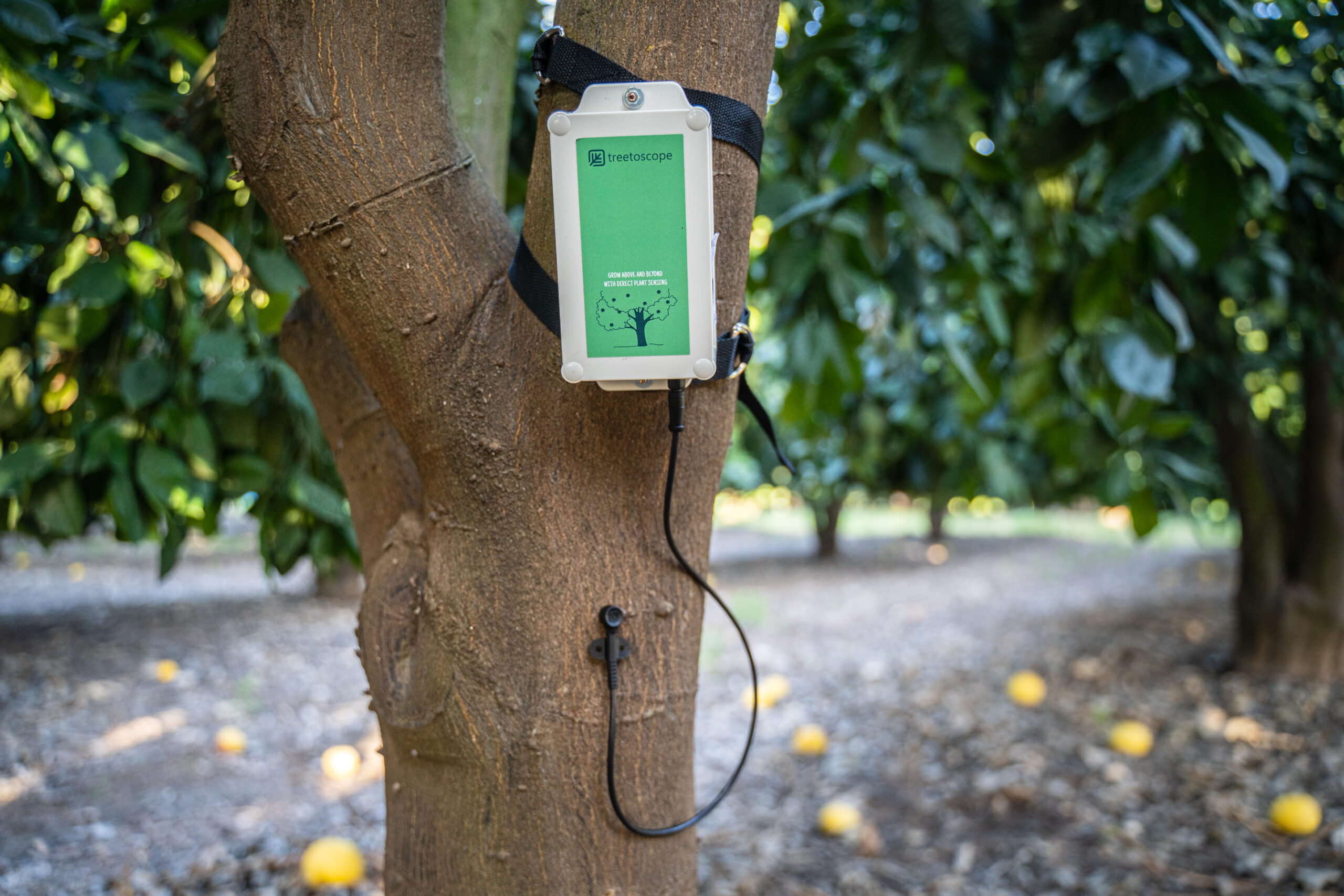 Treetoscope: Real-Time Smart Irrigation Management Use Case | Telit Cinterion